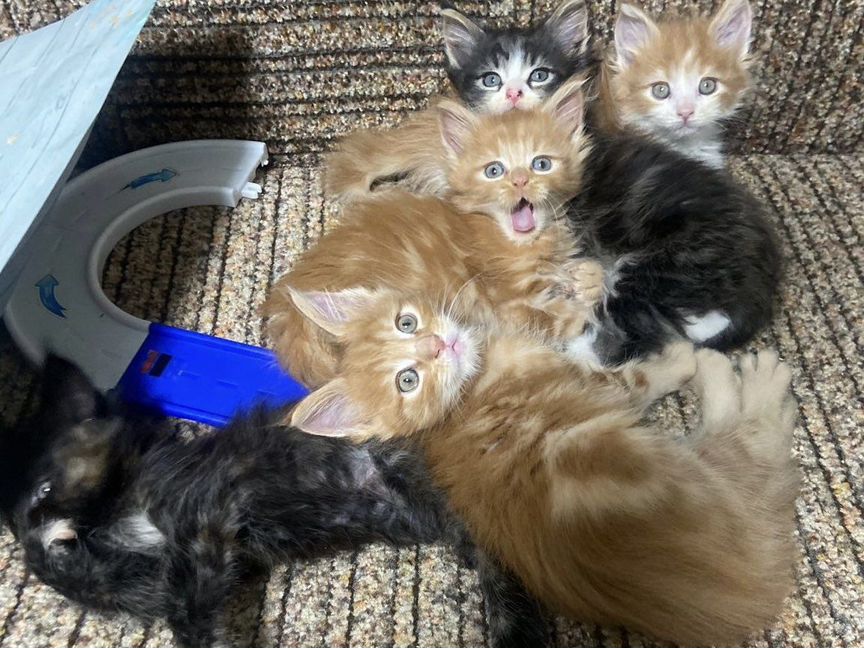 Котята мейн-кун