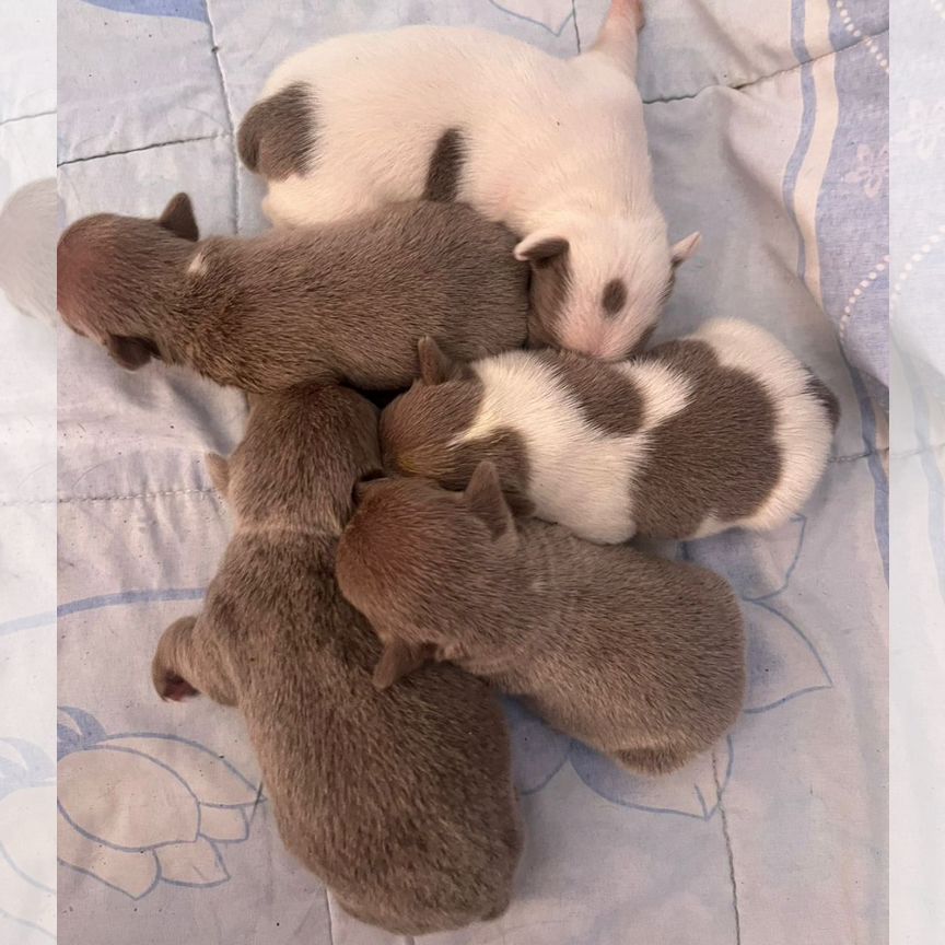 Чихуахуа, щенок