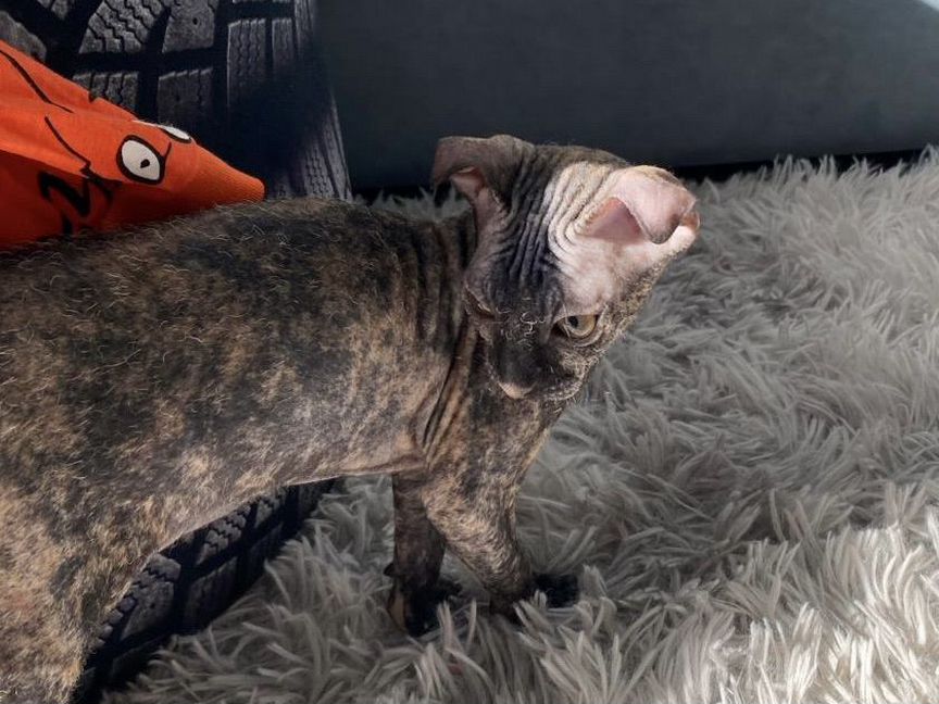 Украинский левкой