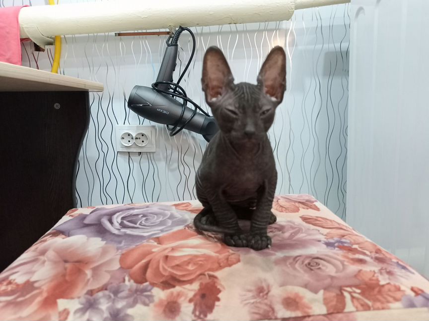 Донской сфинкс браш котята