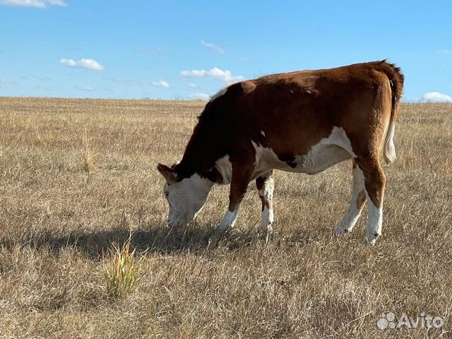 Продам телок мясных пород. Оптом от 75 голов