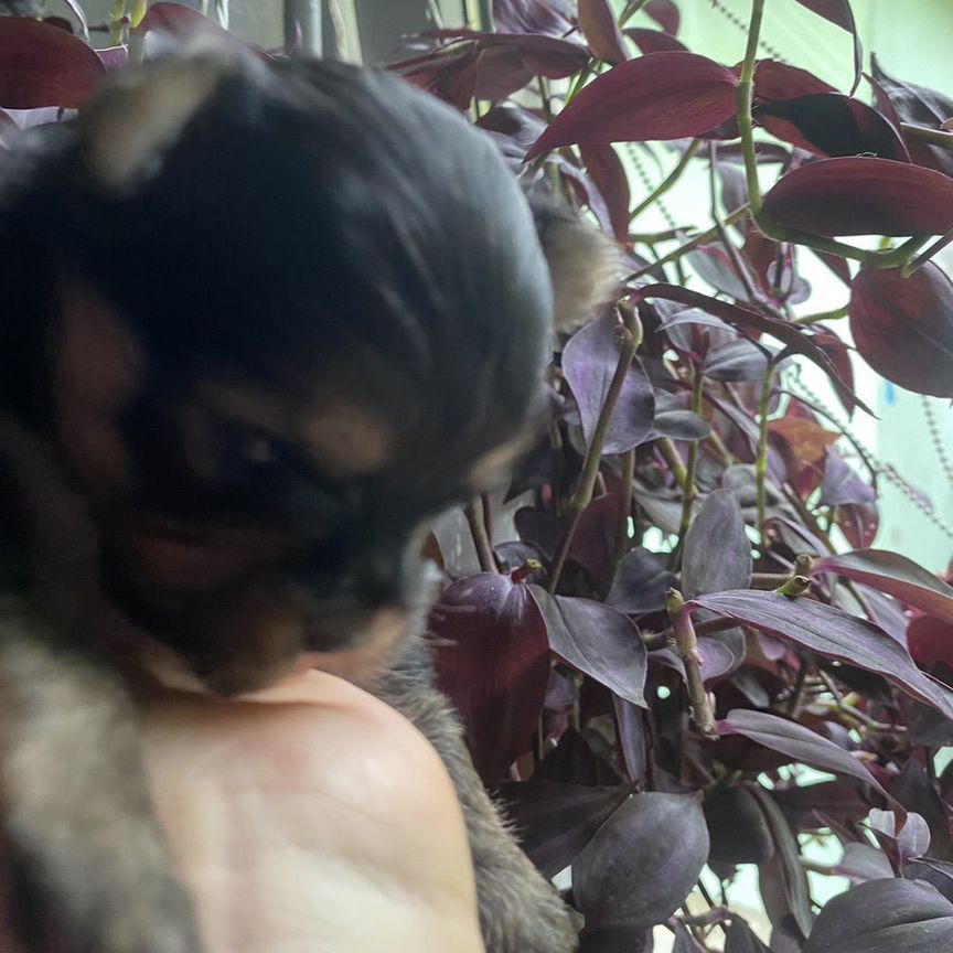 Девочка Йорка