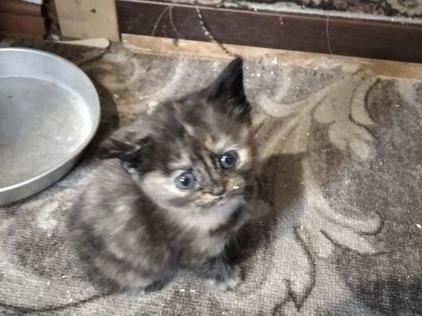 Вислоухие котята