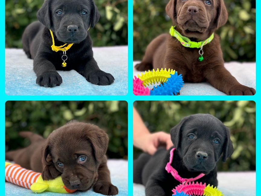 Щенки лабрадора чёрного и шоколадного окраса
