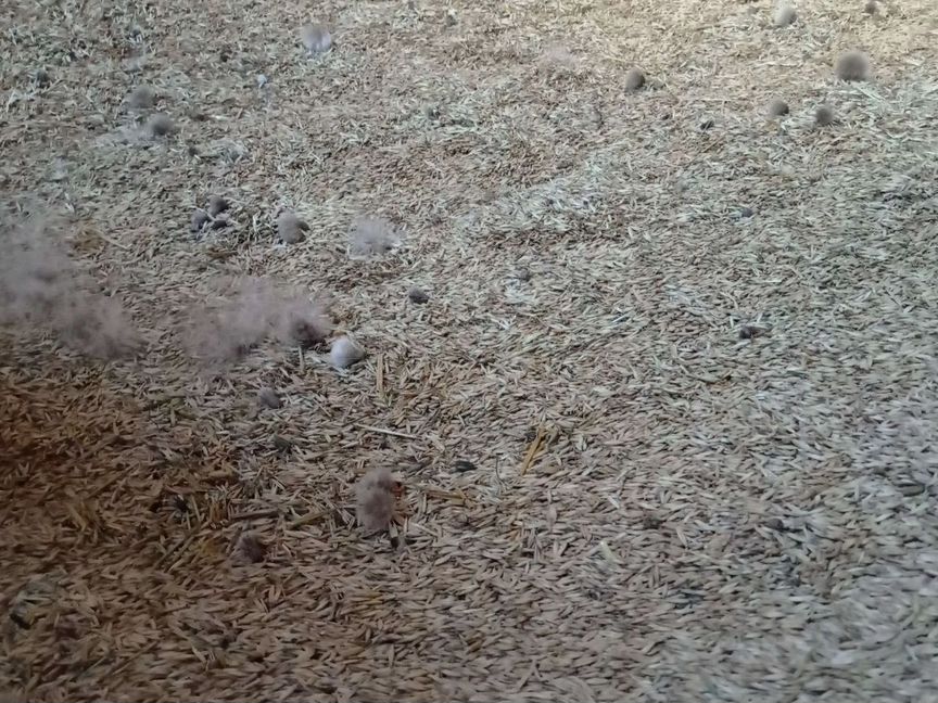 Семечко, Кормовая пшеница на корм