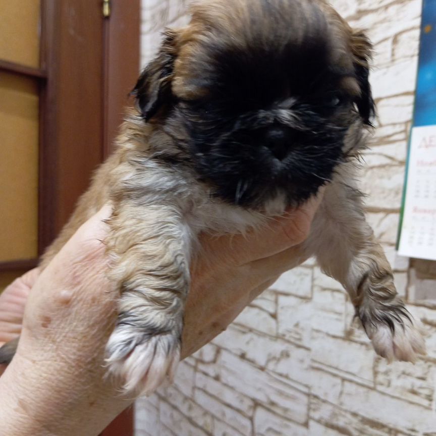 Щенки пекинеса мальчики