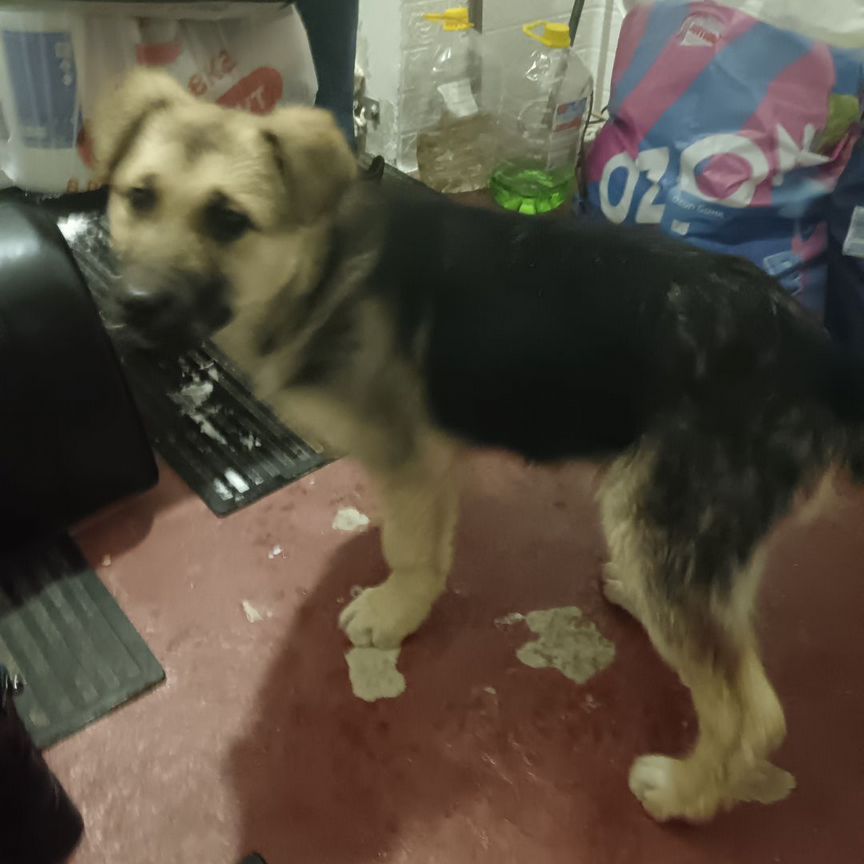 Немецкая овчарка, щенок