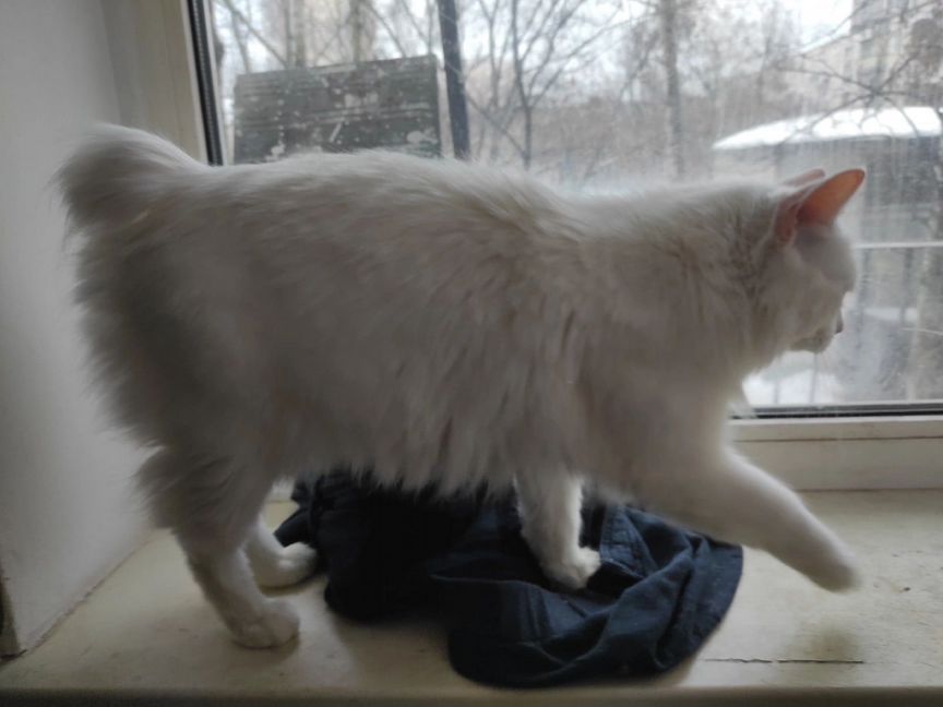 Кошки курильский бобтейл