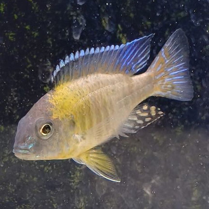 Аулонокара блю неон blue neon