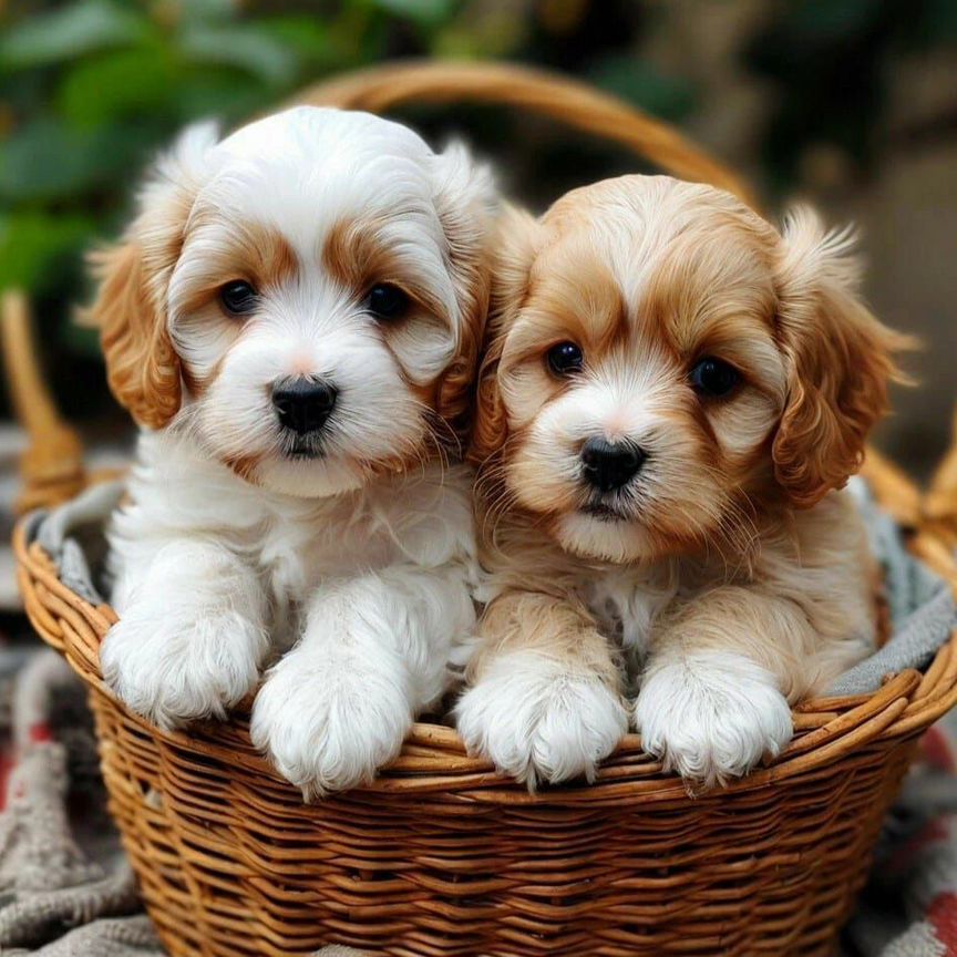 Щенки Кавапу