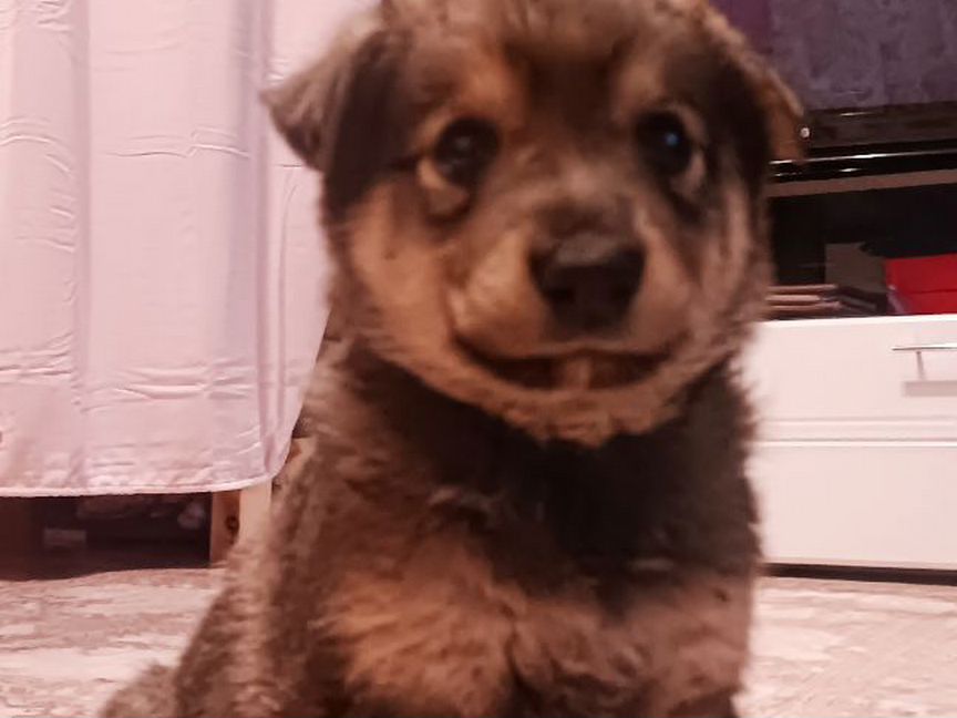 Собака в добрые руки (помись алабай)