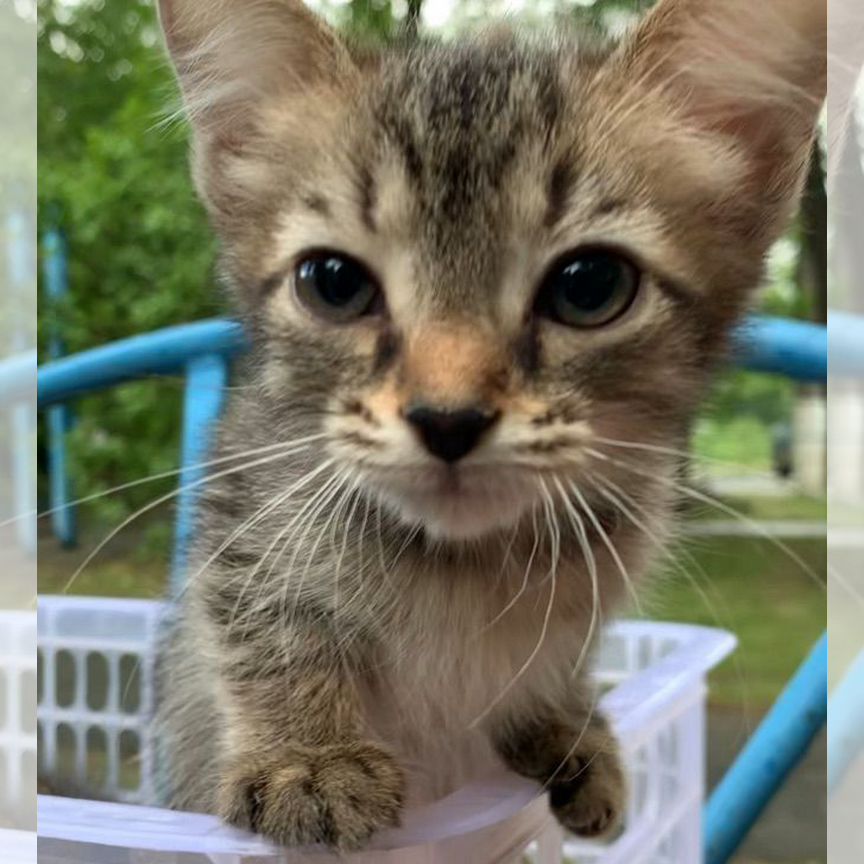 Котёнок в добрые руки