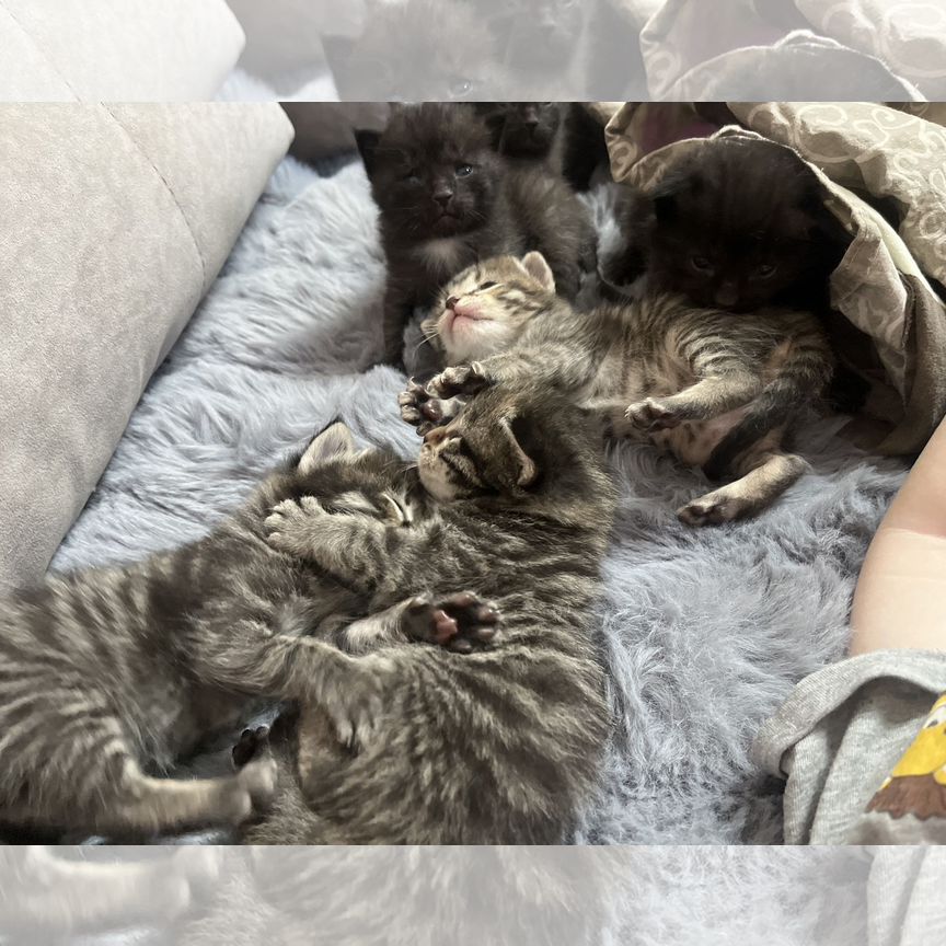 Котёнок в добрые руки