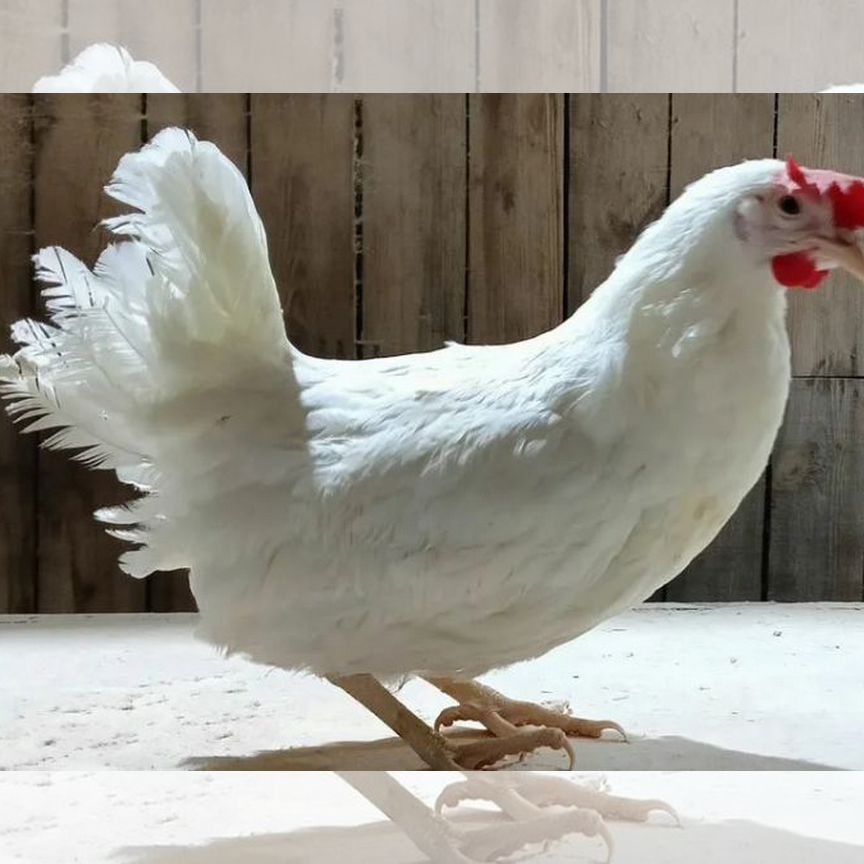 Куры несушки