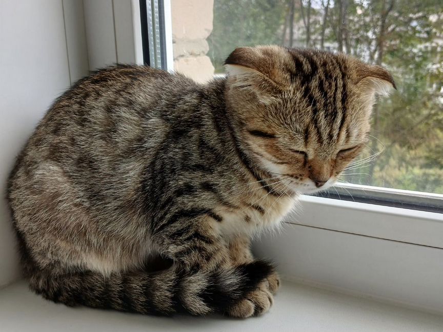 Кошка