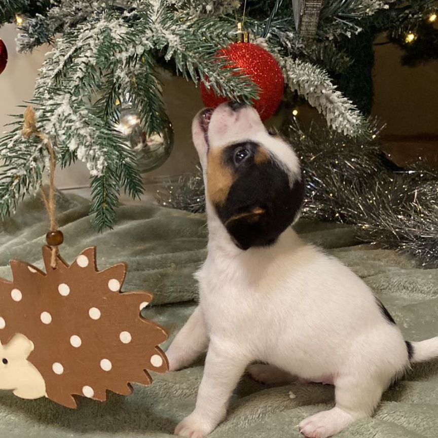 Щенки джек рассел терьер