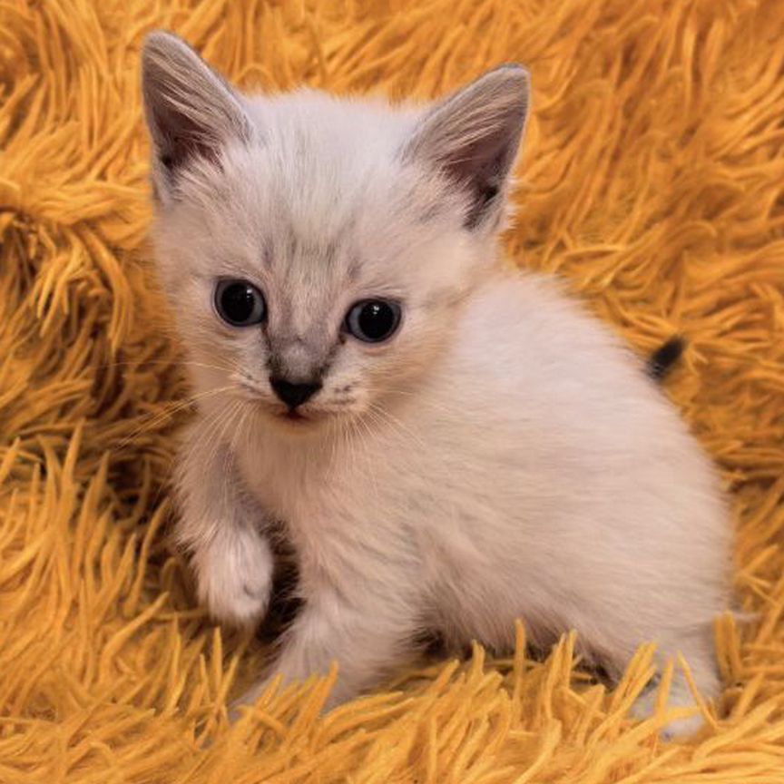 Сибирский котёнок