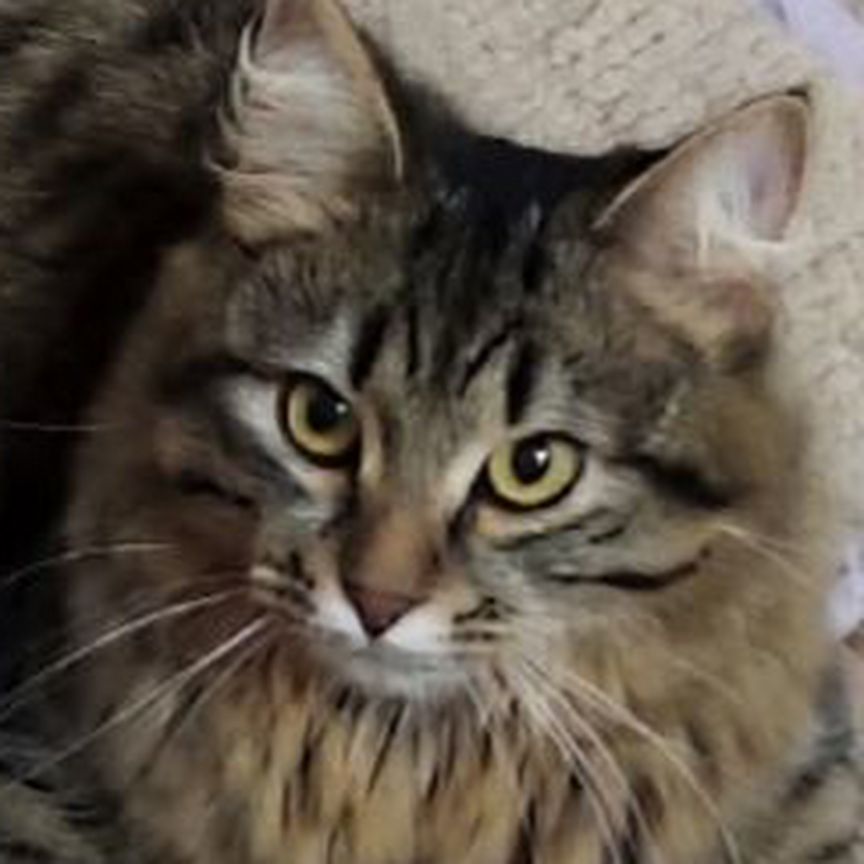 Взрослый кот в добрые руки