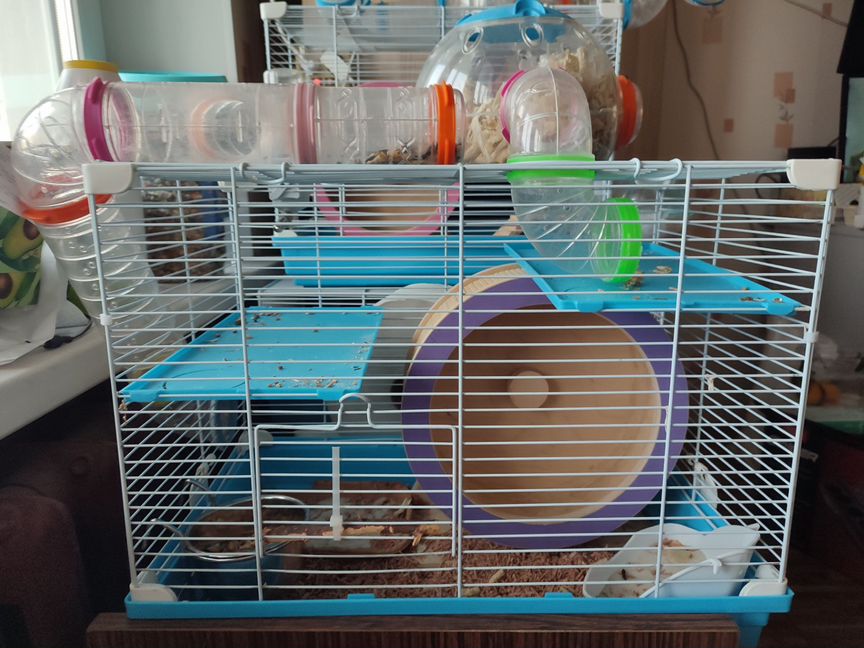Клетки с хомяком