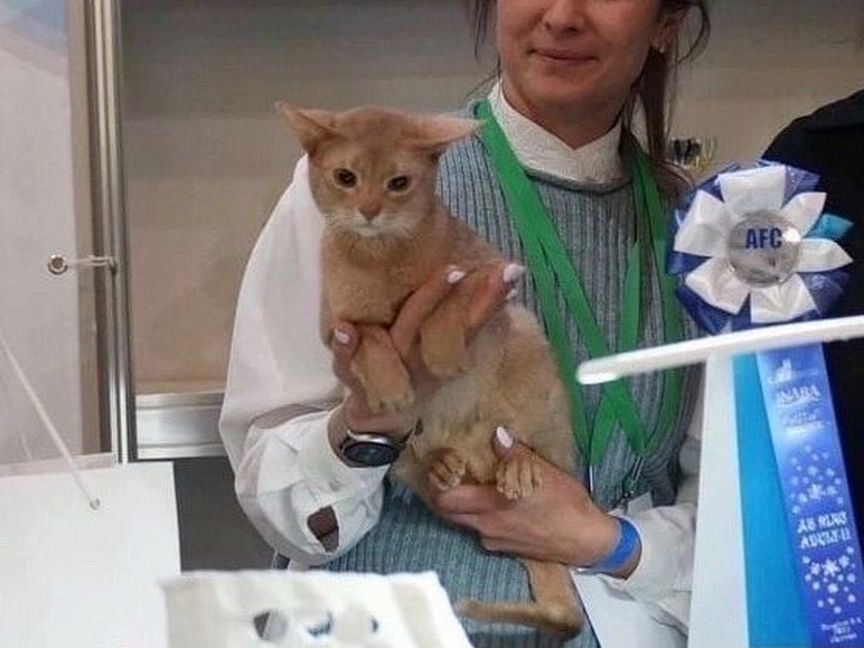 Абиссинская