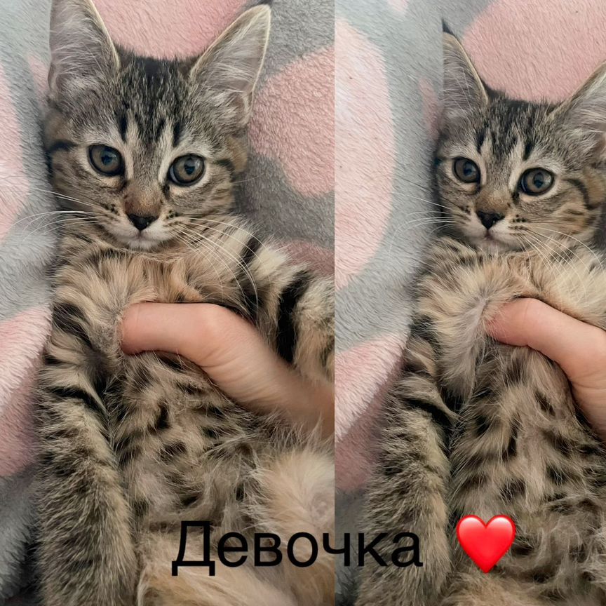 Котята метиска