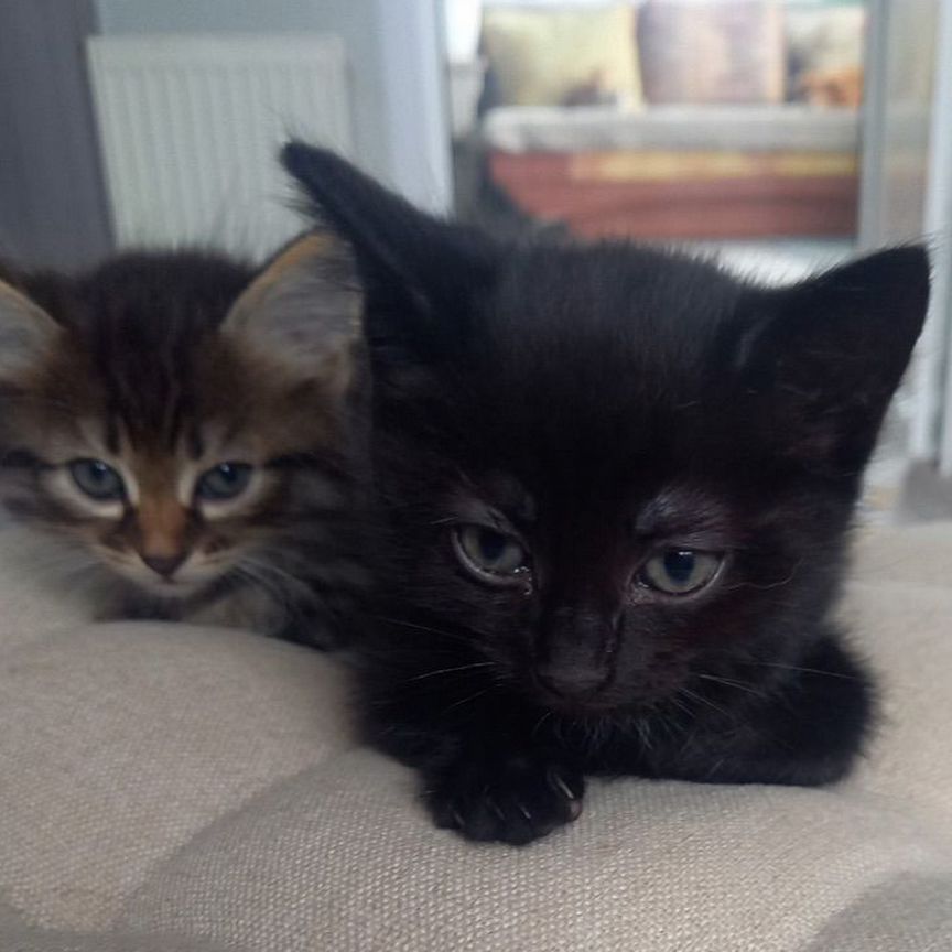 Котёнок в добрые руки