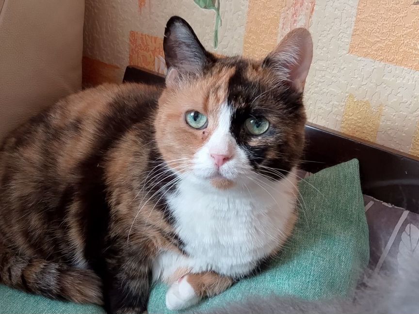 Трехцветная кошка ищет дом