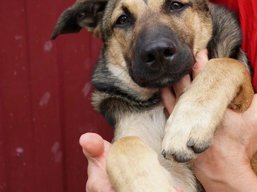 Щенок в добрые руки