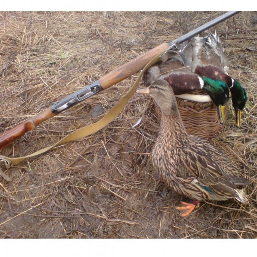 Подсадные утки для охоты