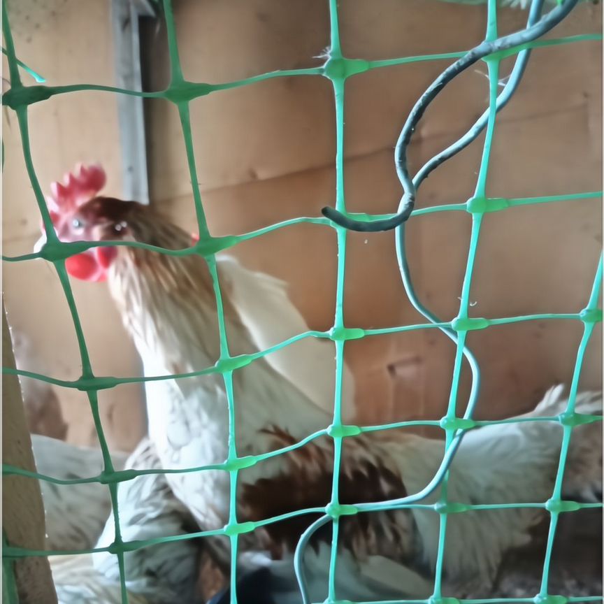 Молодые петухи