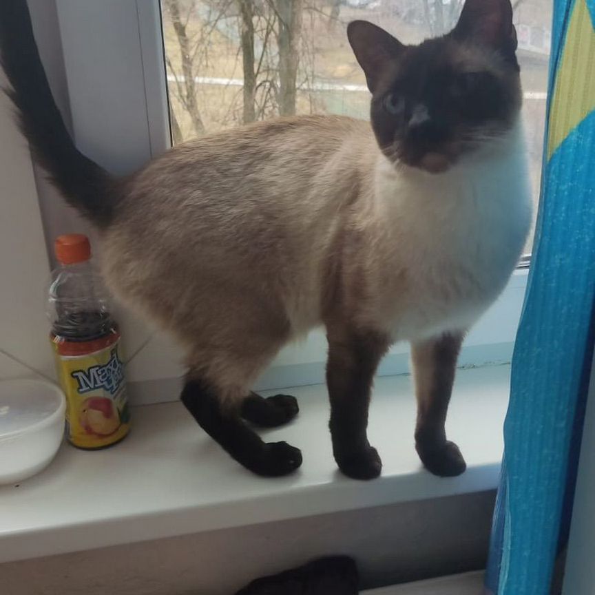 Сиамский кот