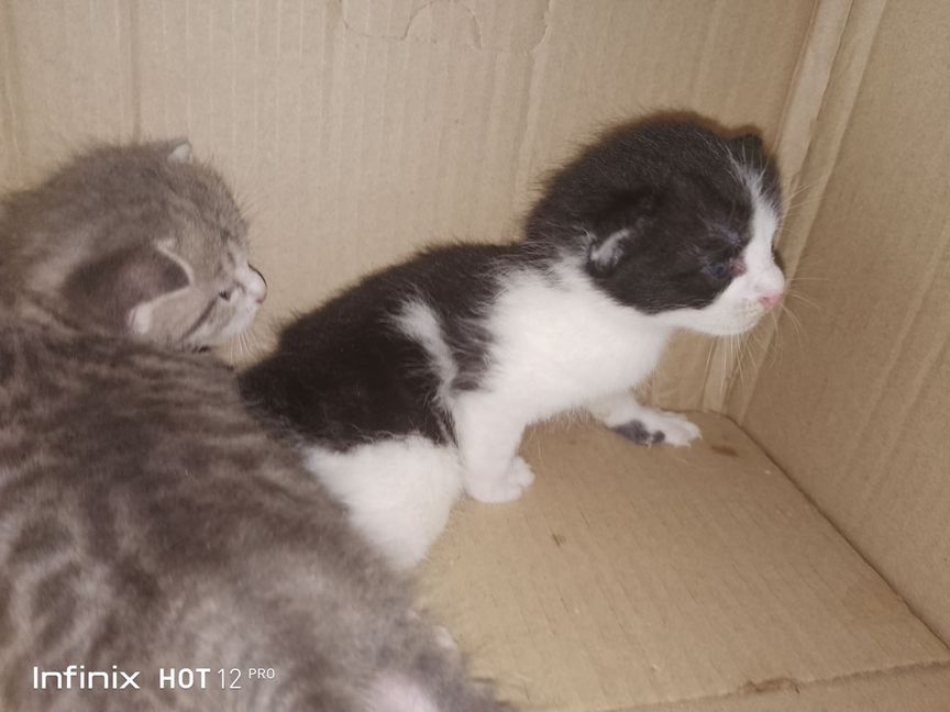 Кошки в добрые руки бесплатно