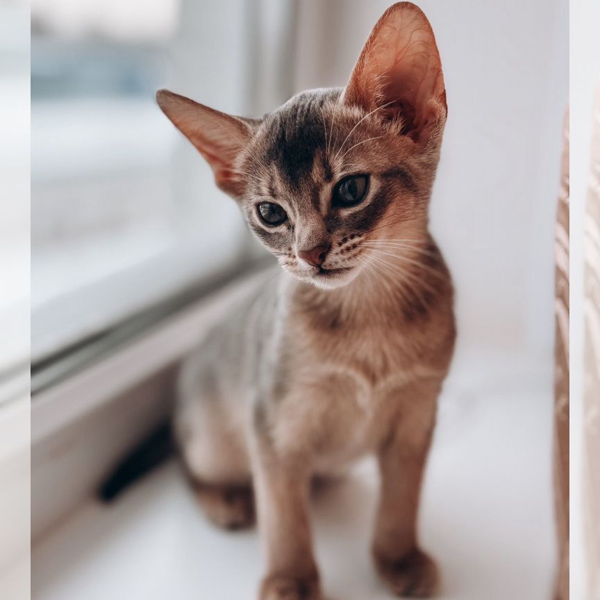 Абиссинский котёнок