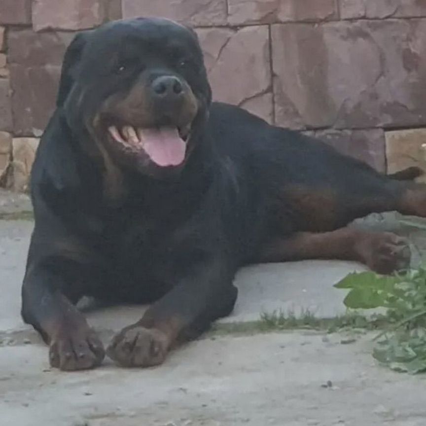 Ротвейлер, взрослый пёс