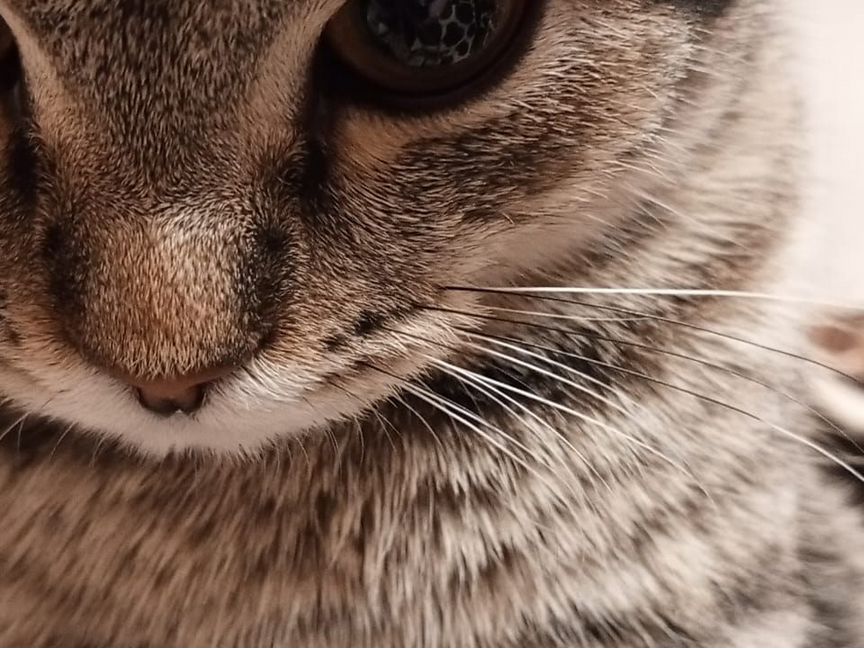 Котёнок в дар