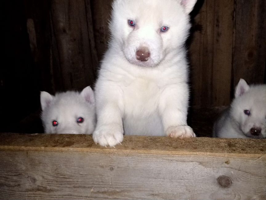 Сибирский хаски