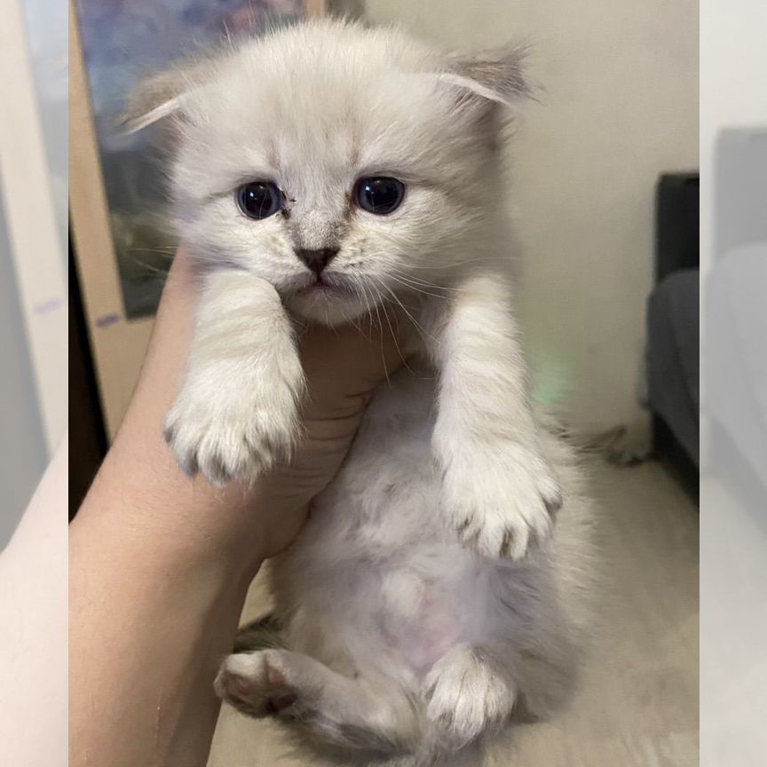 Мейн-кун котёнок