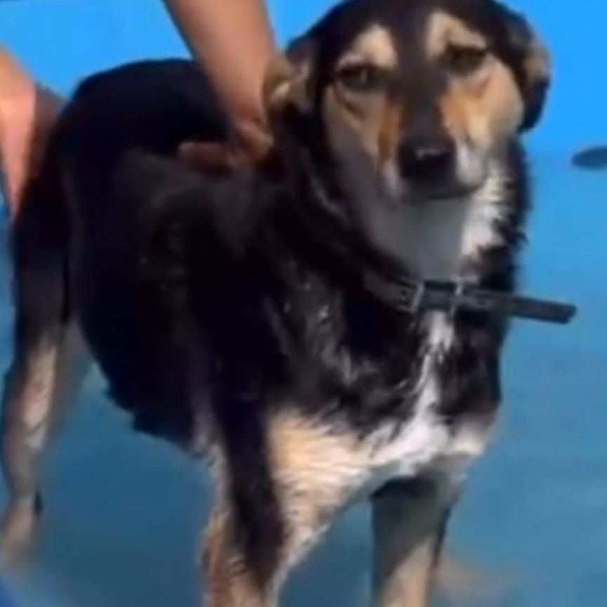 Взрослая собака в добрые руки