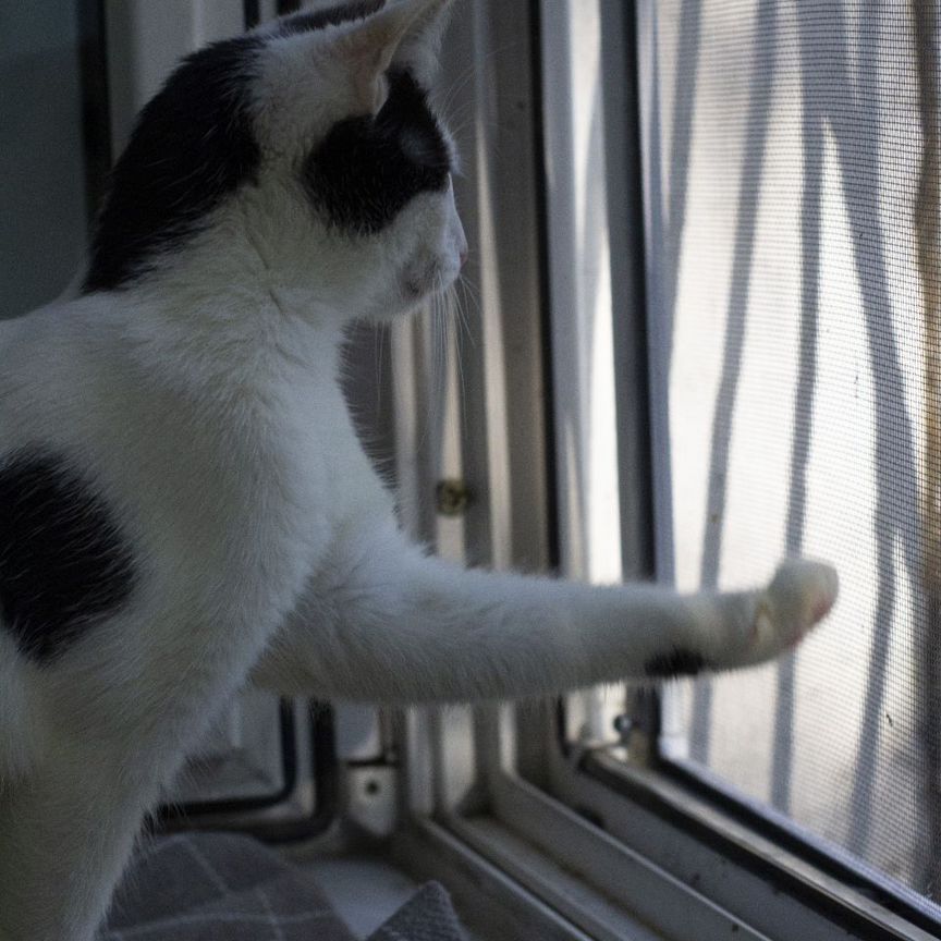 Кошка игривая