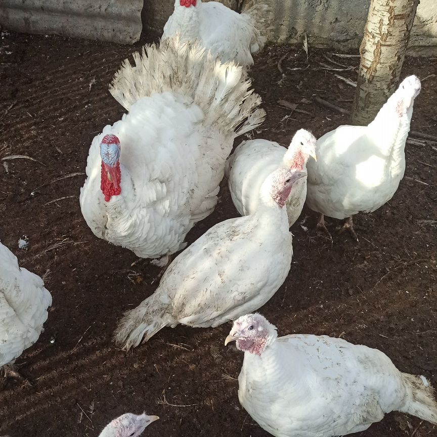 Индюки домашние