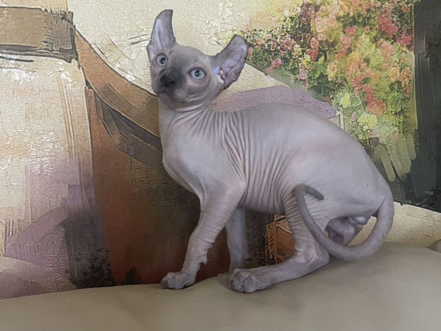 Котенок эльф мальчишечка