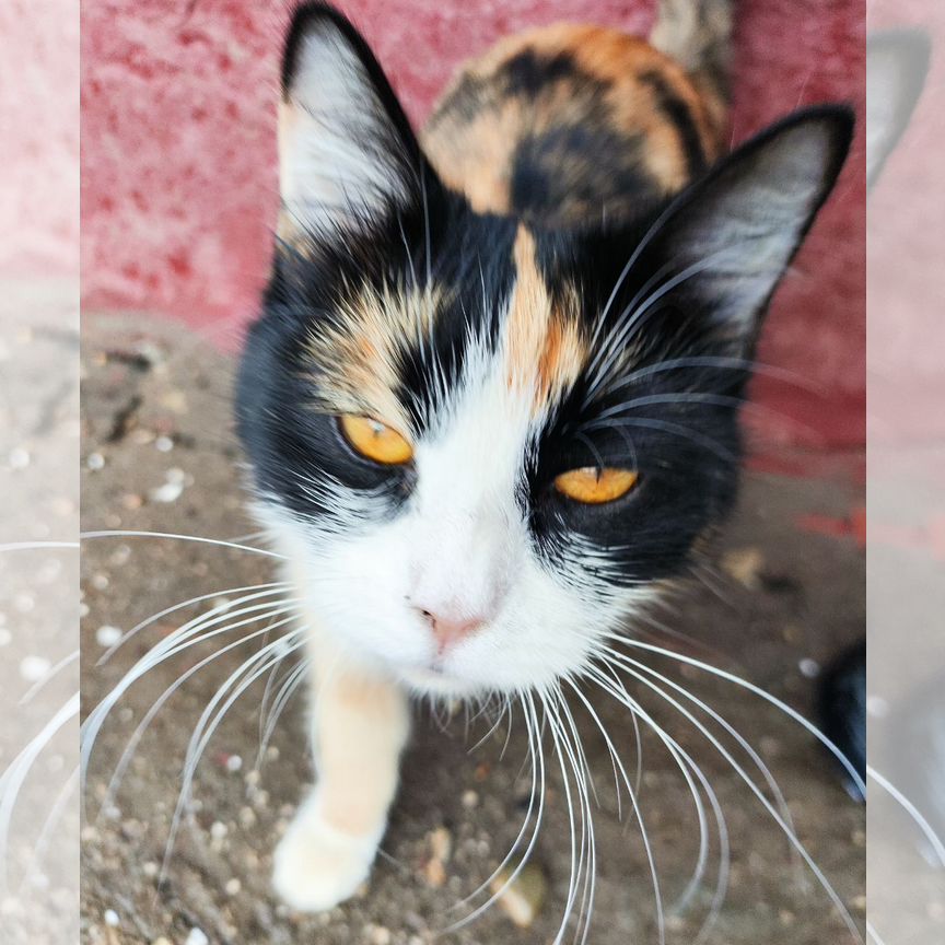 Трёхцветная красотка в добрые руки