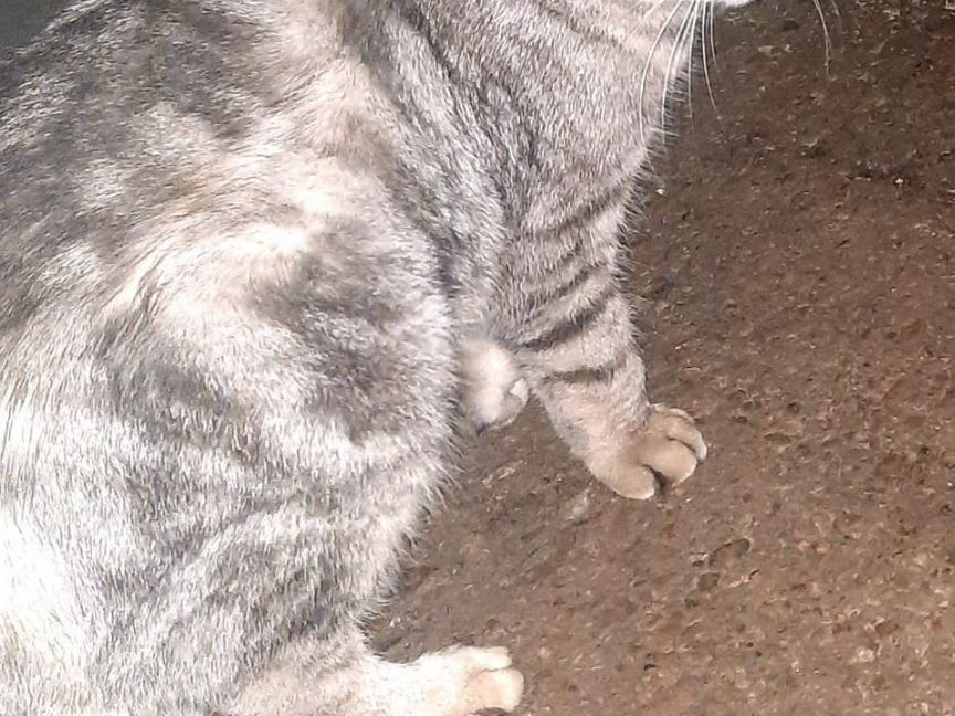 Шотландские