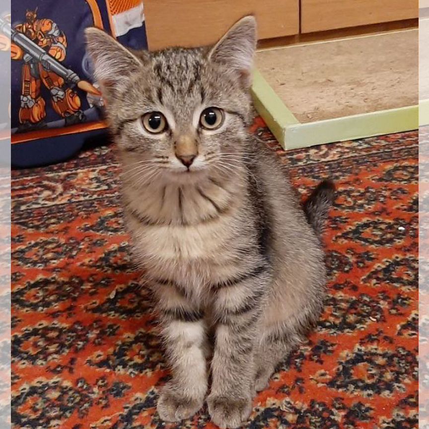 Котенок