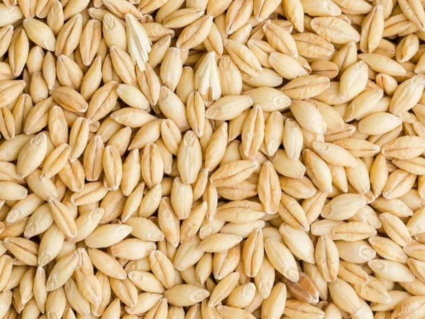 Зерно пшеница ячмень
