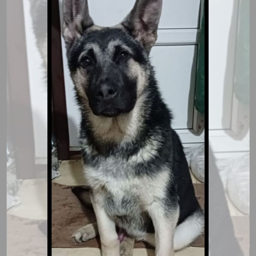 Восточноевропейская овчарка, щенок