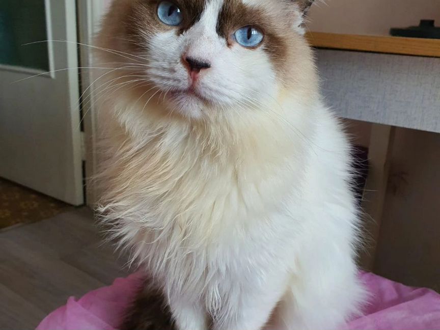 Котик в добрые руки