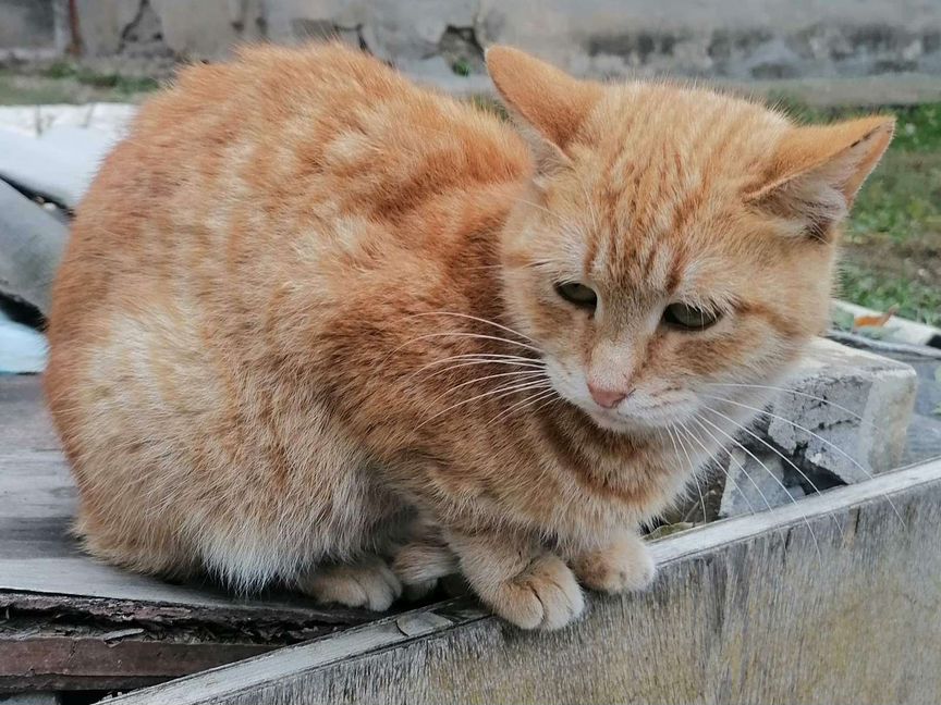 Кошка