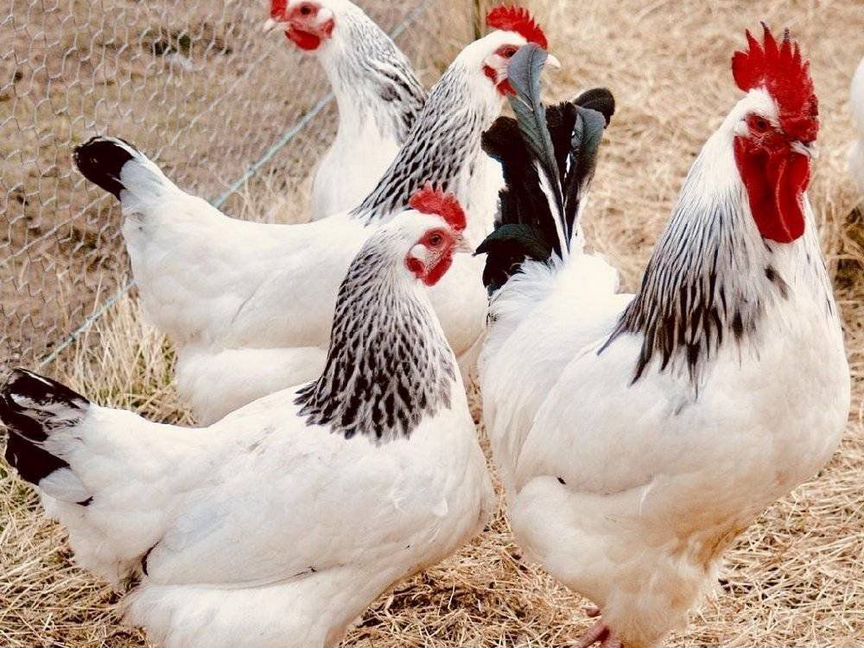 Цыплята Адлерская серебристая