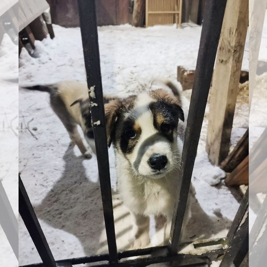 Лайка, щенок